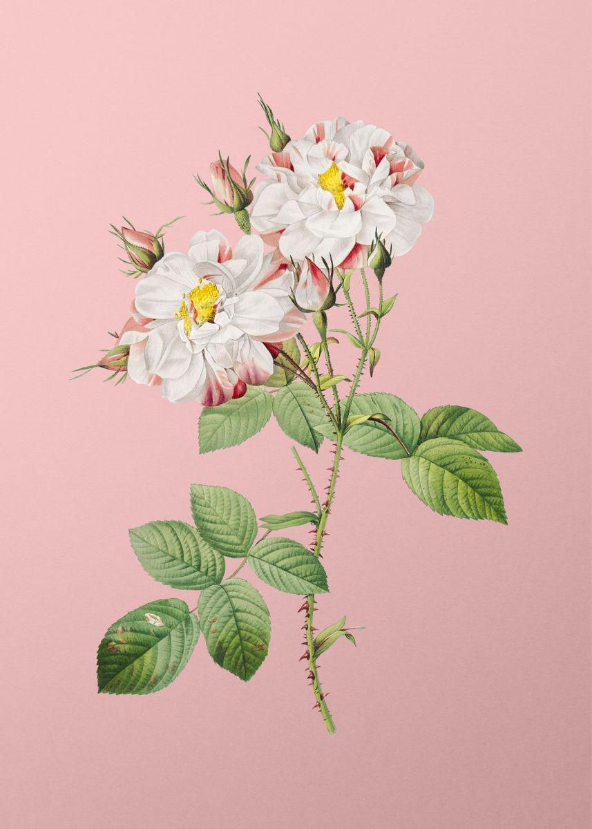 'White Damask Rose on Pink' Poster, picture, metal print, paint by Holy ...