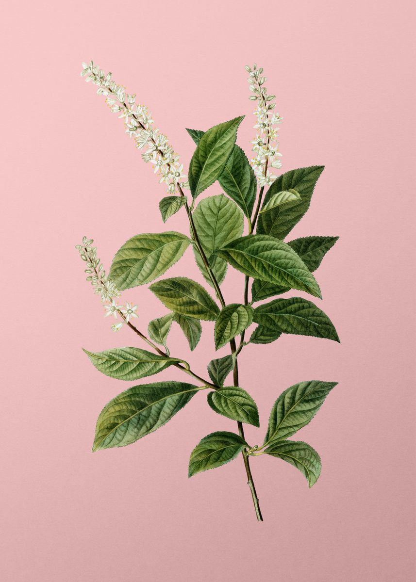 'Antique Botanical on Pink' Poster by Holy Rock Design | Displate