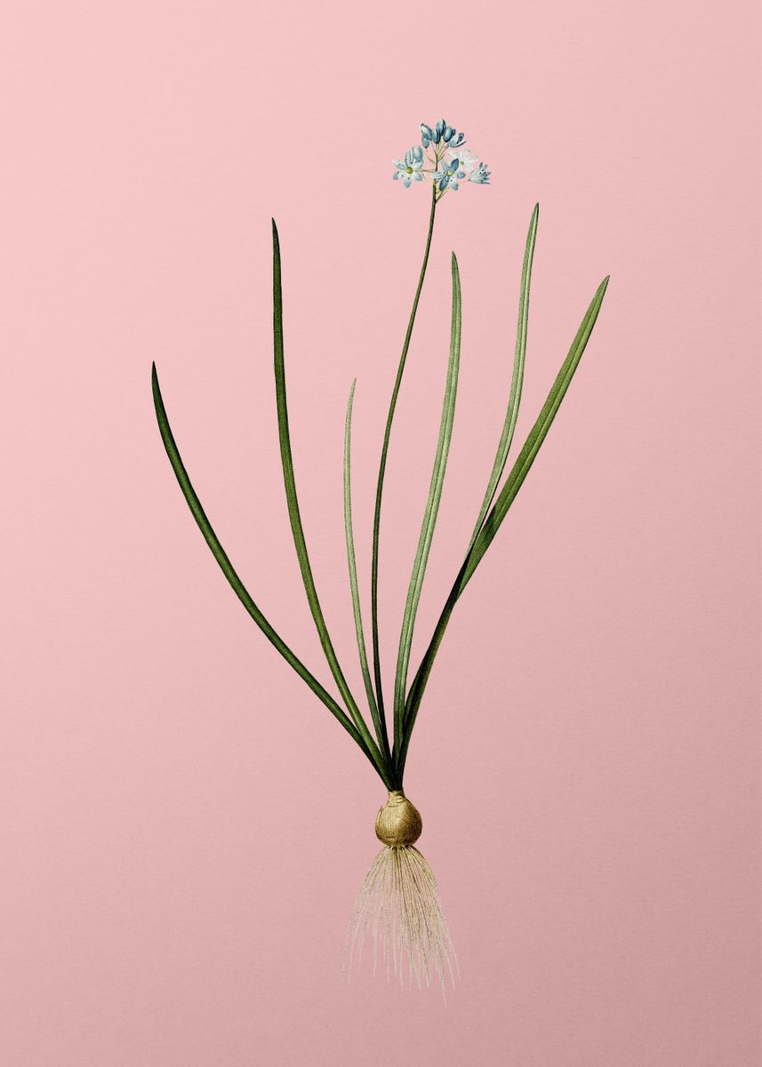 'Spring Squill on Pink' Poster, picture, metal print, paint by Holy ...