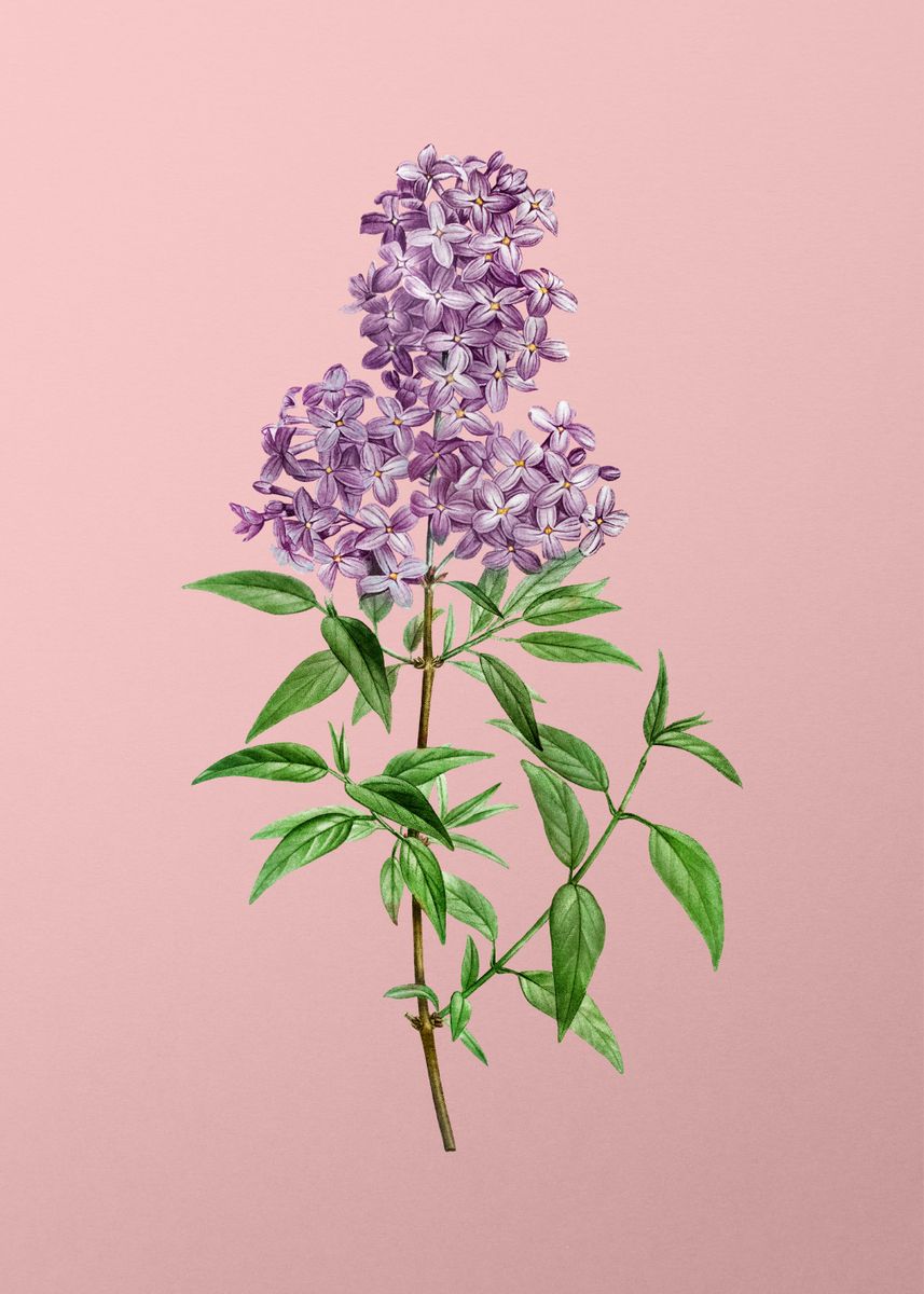 'Vintage Violet Flower Pink' Poster, picture, metal print, paint by ...