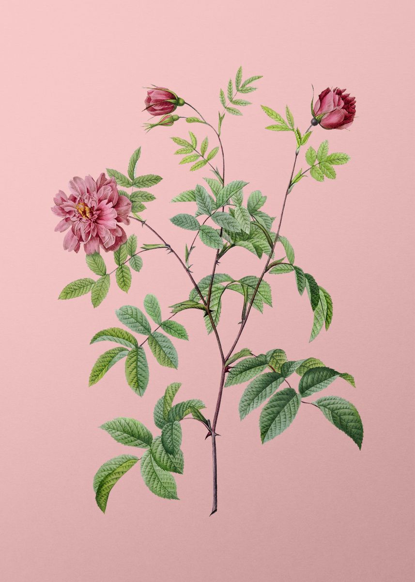 'Vintage Cinnamon Rose' Poster, picture, metal print, paint by Holy ...