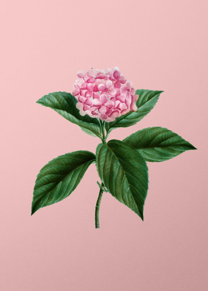 'Vintage Pink Flowers' Poster, picture, metal print, paint by Holy Rock ...