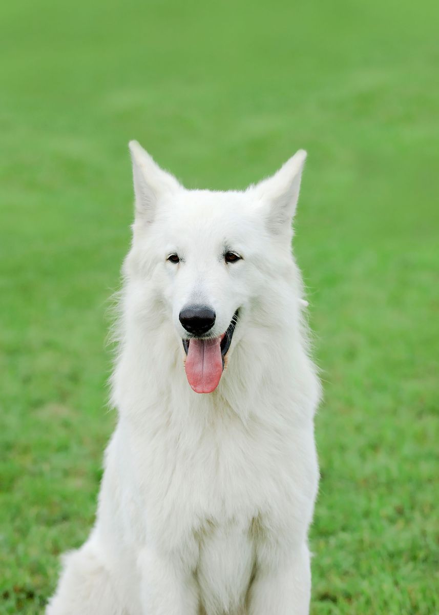 'White Swiss Shepherd Dog' Poster by PetsArt Design | Displate