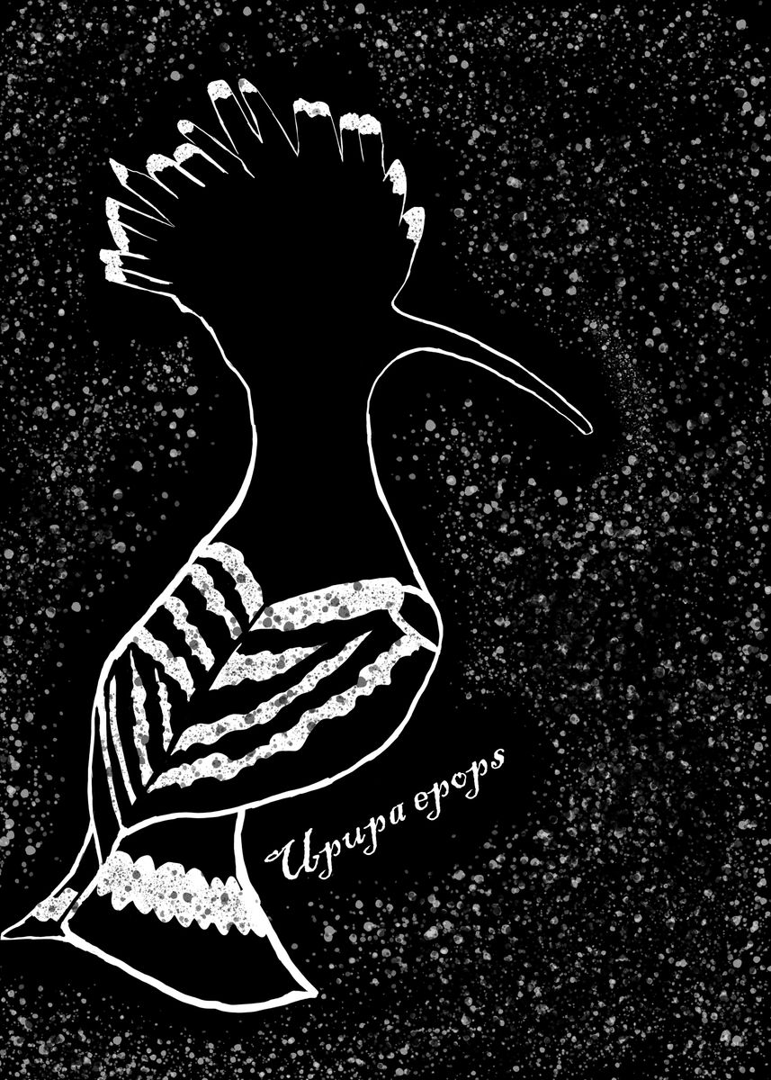 'Hoopoe' Poster, picture, metal print, paint by Aneta Wiczling | Displate