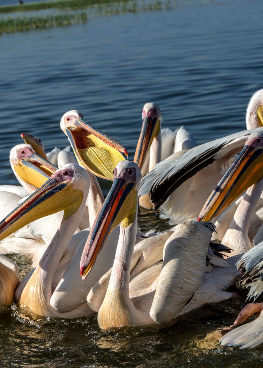 'pelicans' Poster, picture, metal print, paint by alex neumayer | Displate