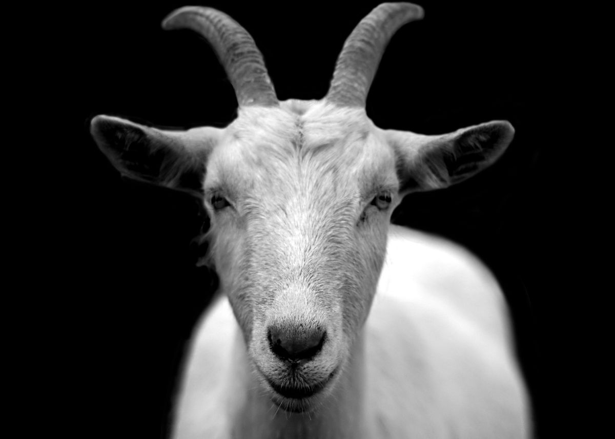 'Goat Looking at Camera' Poster by Syed Ahsan Raza Kazmi | Displate