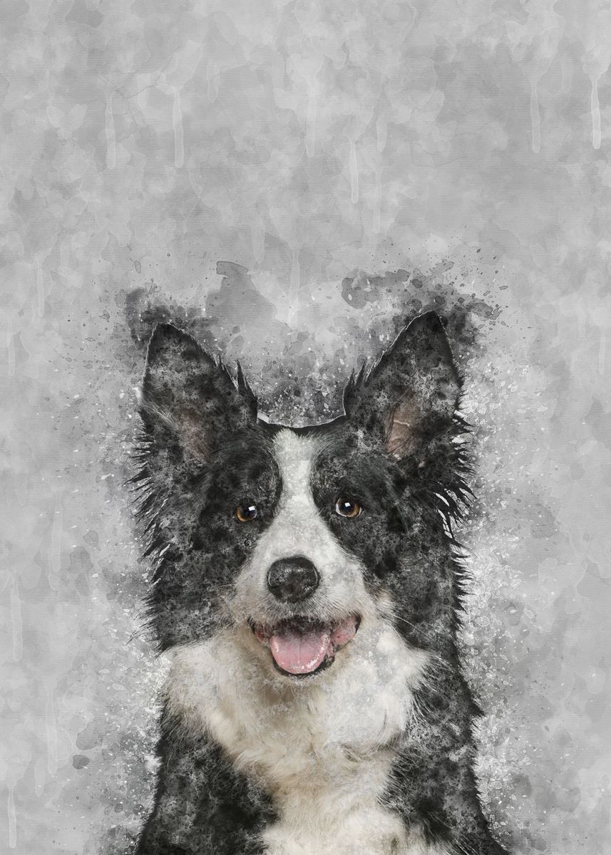 'Border Collie' Poster by Olivia Emma | Displate