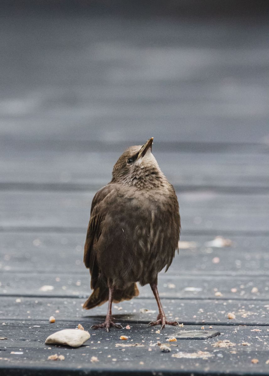 'Treading the Boards' Poster, picture, metal print, paint by Dom Talbot ...