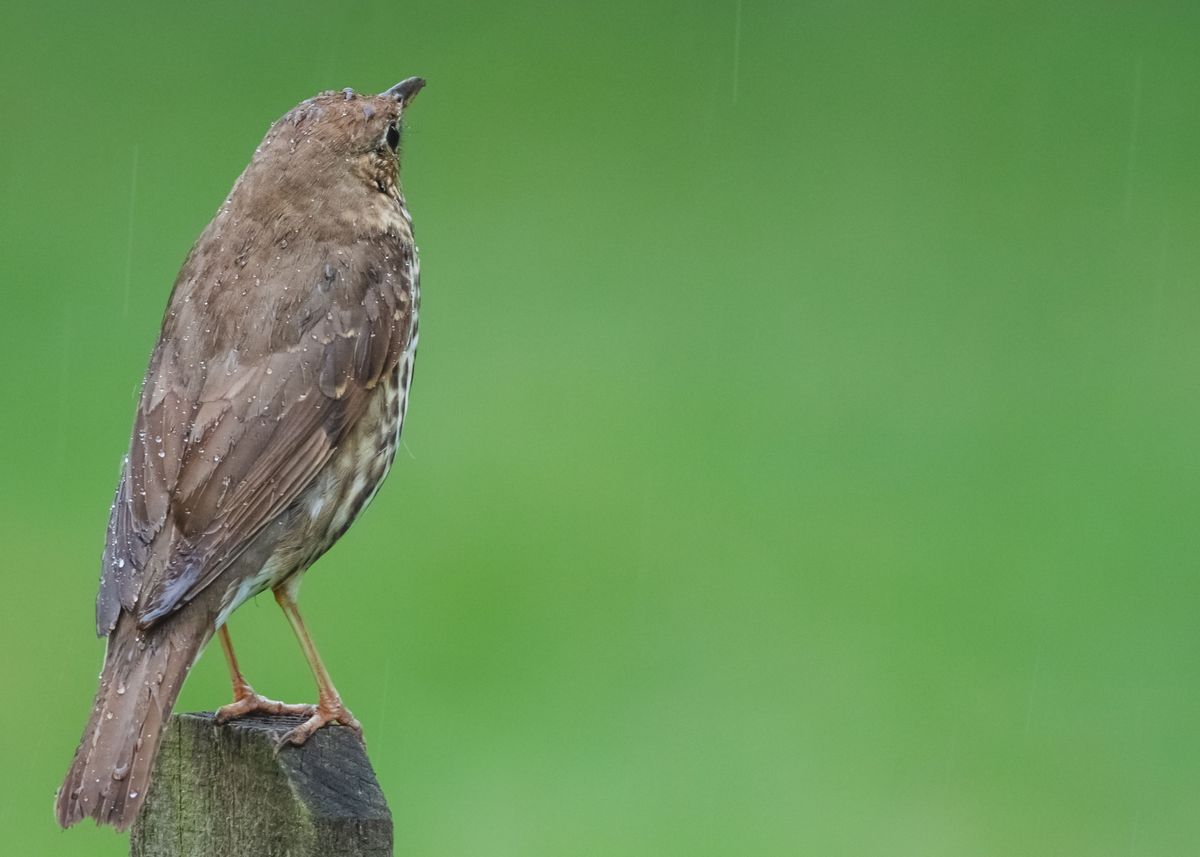 'Watching the rain' Poster by Dom Talbot | Displate
