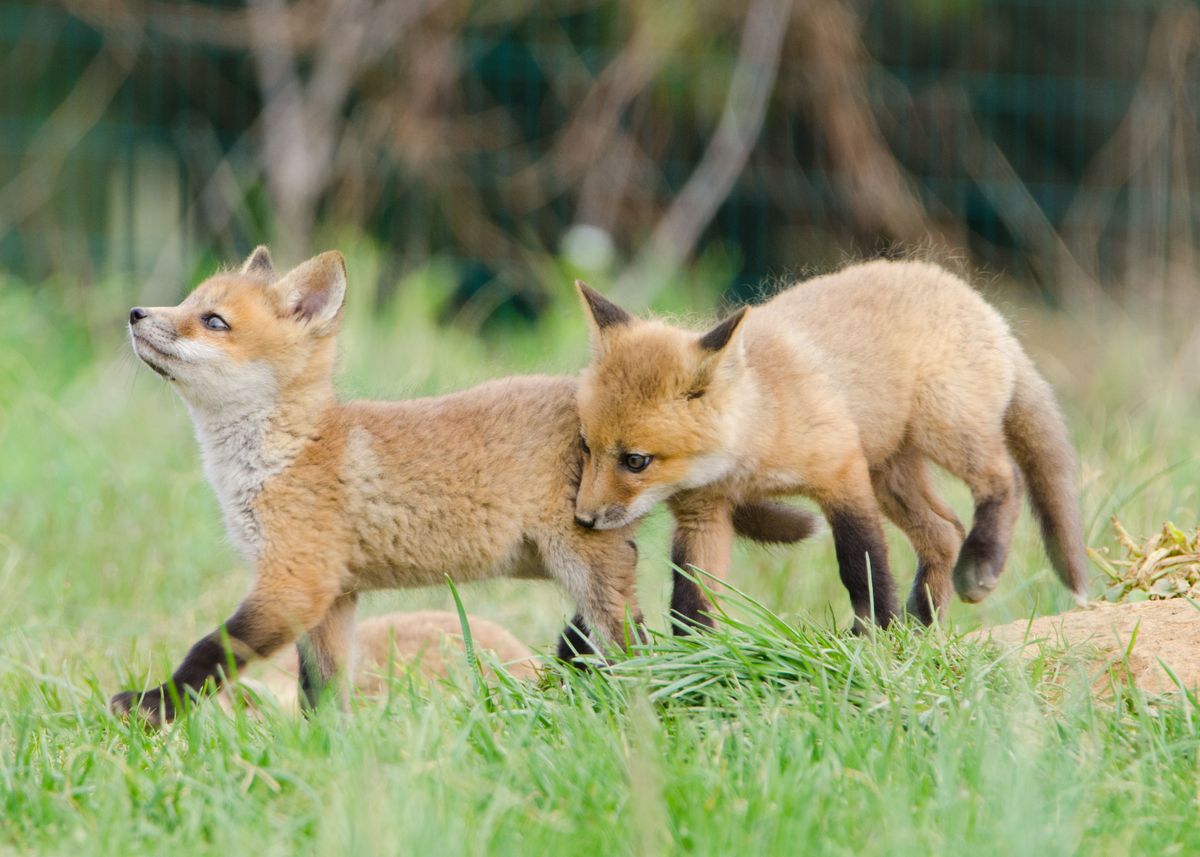 'Head Held High Red Foxes' Poster by PIPA Photography and Designs ...