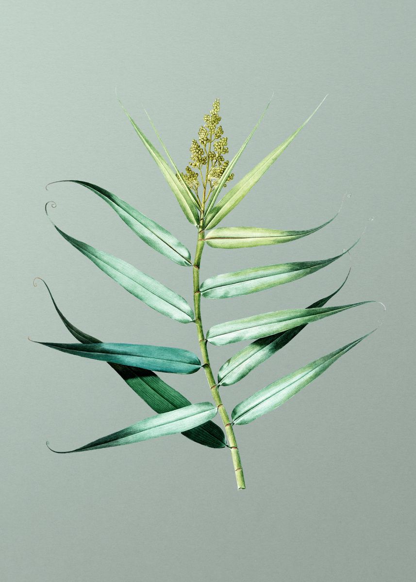 'Bush Cane on Mint Green' Poster, picture, metal print, paint by Holy ...