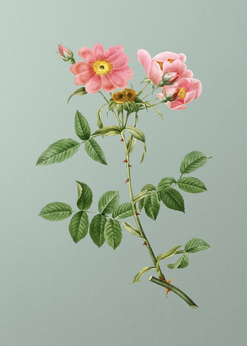 'Lady Monson Rose Bloom' Poster by Holy Rock Design | Displate