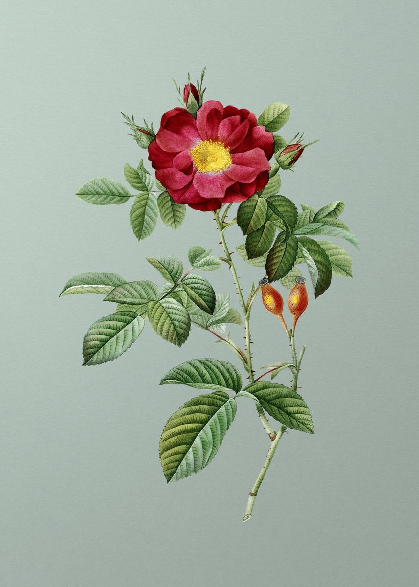 'Blooming Red Portland Rose' Poster by Holy Rock Design | Displate