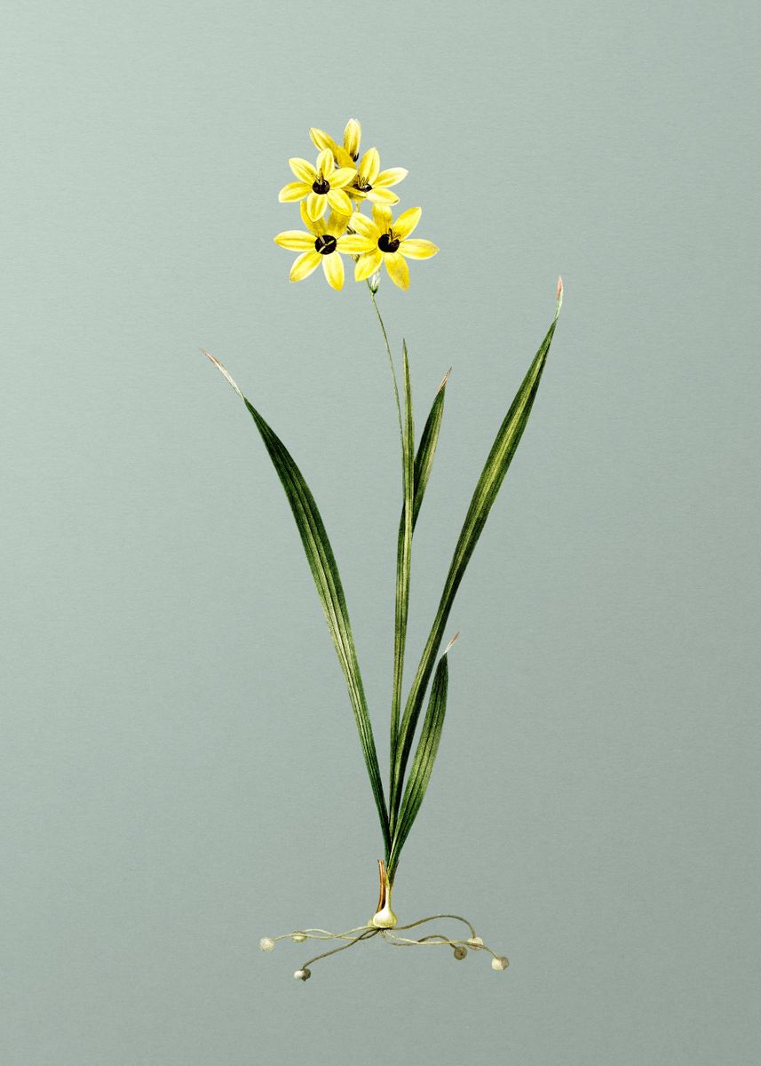 'Ixia Fusco Citrina on Mint' Poster, picture, metal print, paint by ...