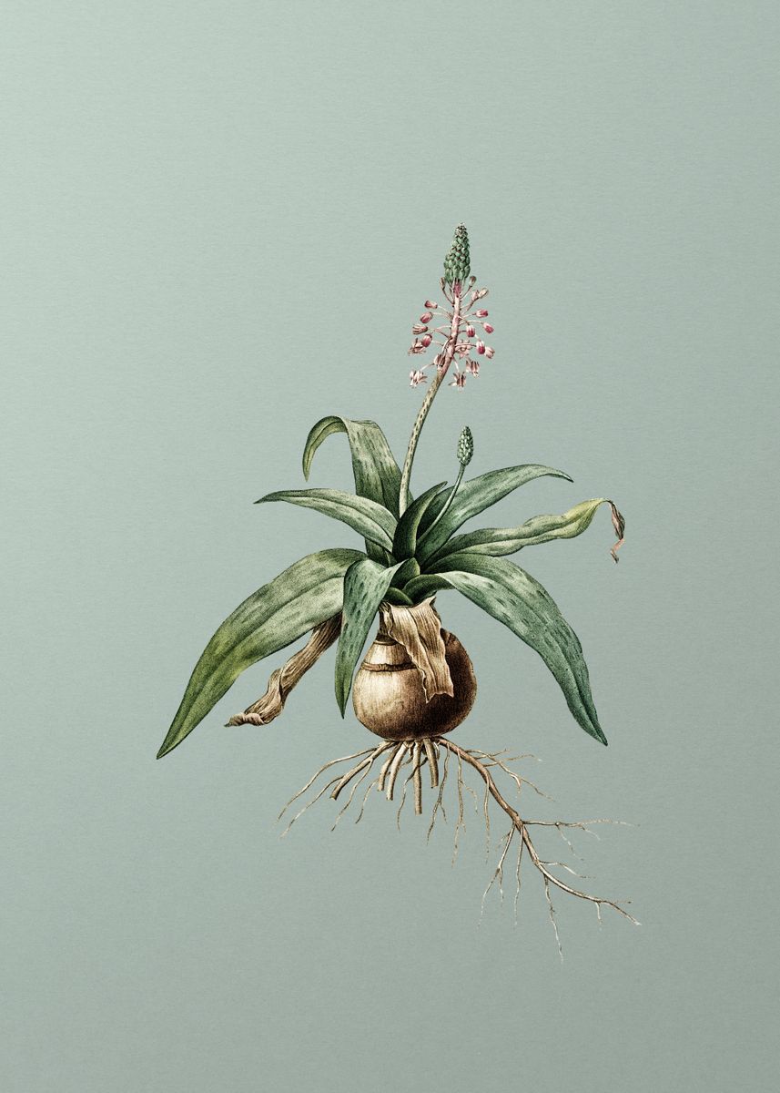 'Lachenalia Lanceaefolia' Poster by Holy Rock Design | Displate