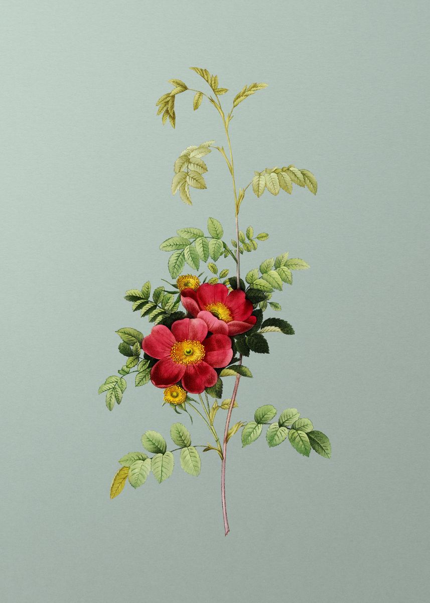 'Blooming Alpine Rose' Poster, picture, metal print, paint by Holy Rock ...