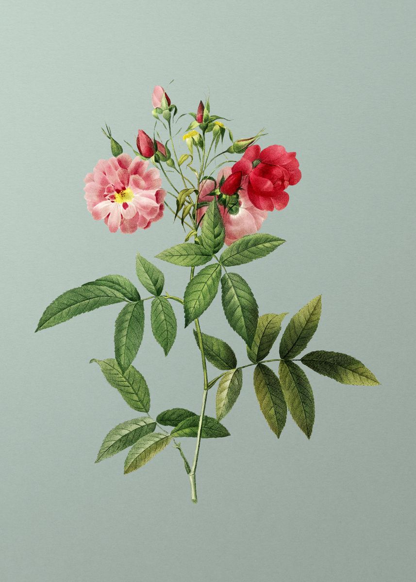 'Hudson Rose on Mint Green' Poster, picture, metal print, paint by Holy ...
