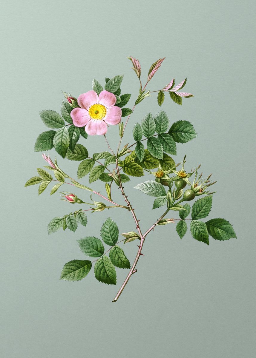 'Blooming Malmedy Rose' Poster, picture, metal print, paint by Holy ...