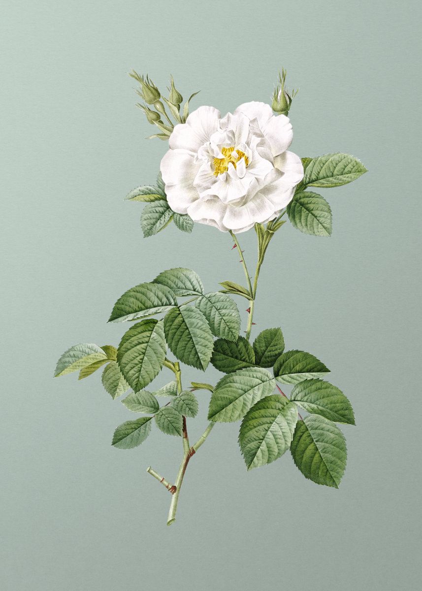 'Blooming White Rose' Poster, picture, metal print, paint by Holy Rock ...