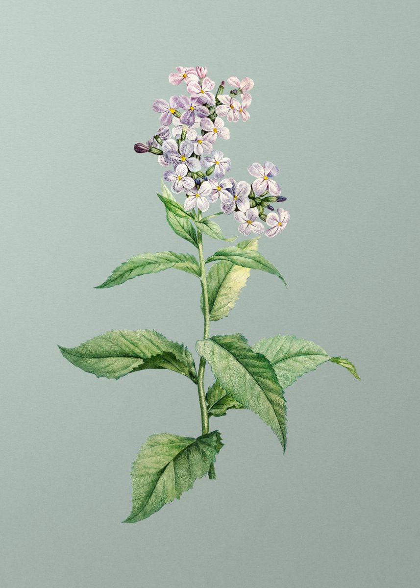 'White Gillyflower Bloom' Poster, picture, metal print, paint by Holy ...