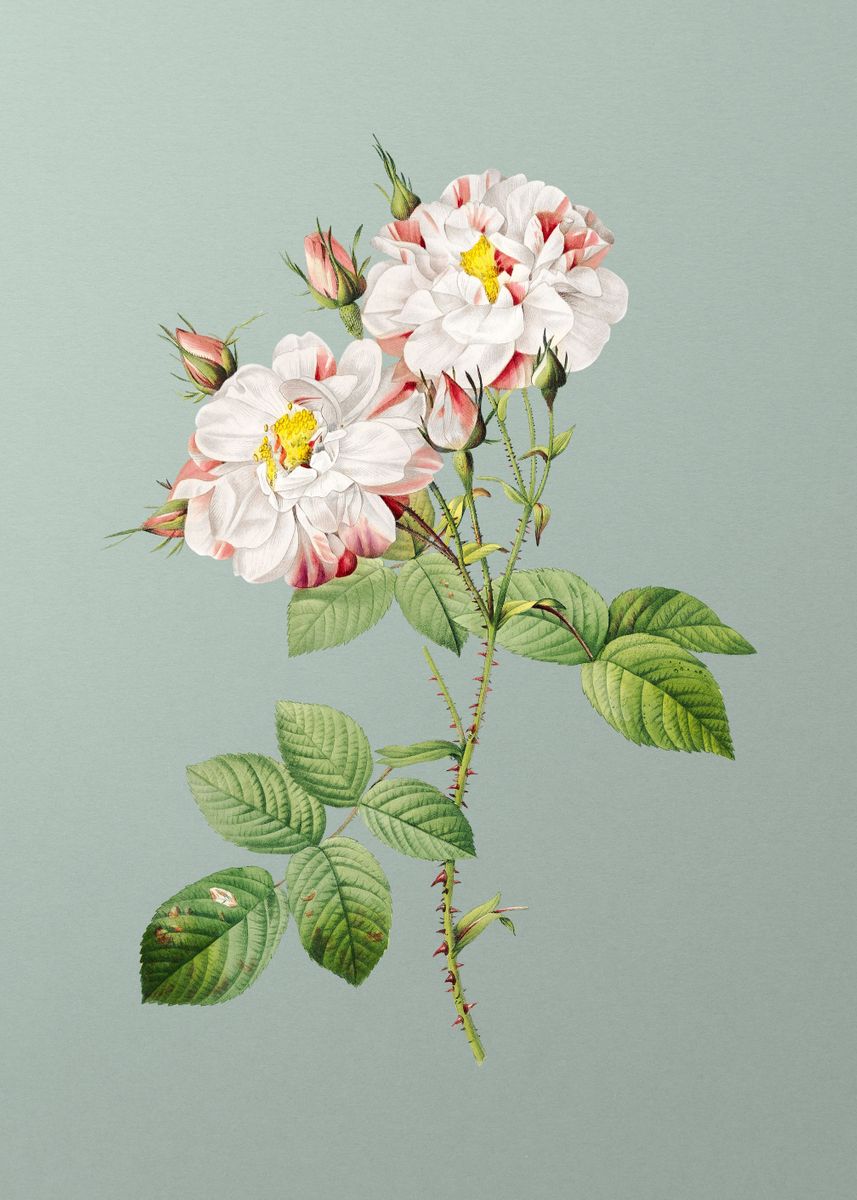 'White Damask Rose on Green' Poster, picture, metal print, paint by ...