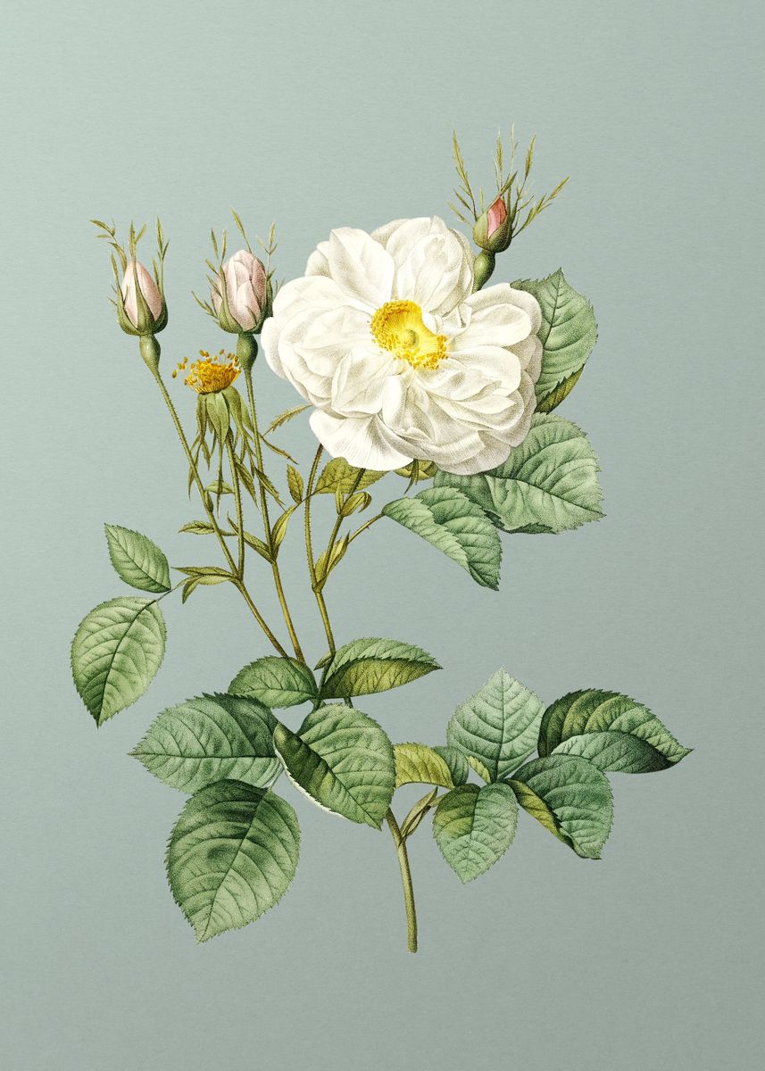 'White Rose of York on Mint' Poster, picture, metal print, paint by ...