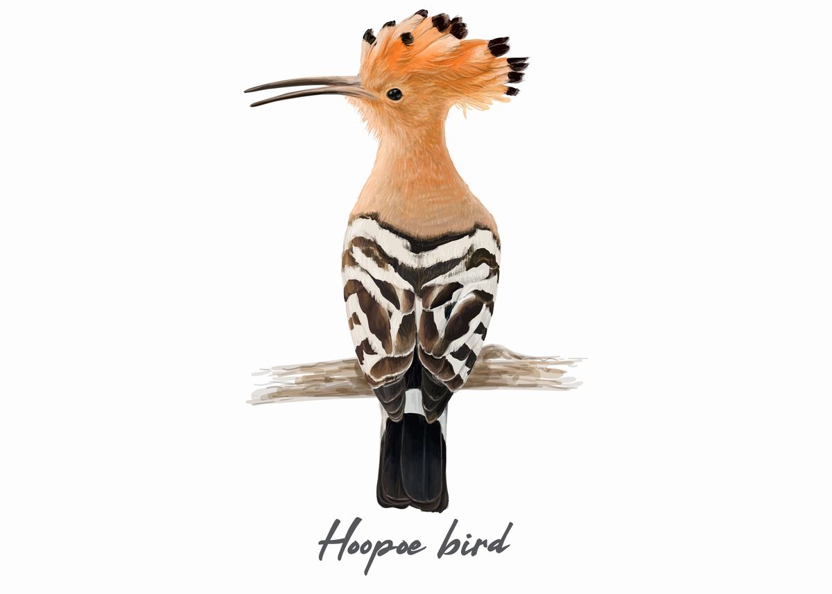 'Beautiful Hoopoe Bird' Poster by Ari yanda | Displate