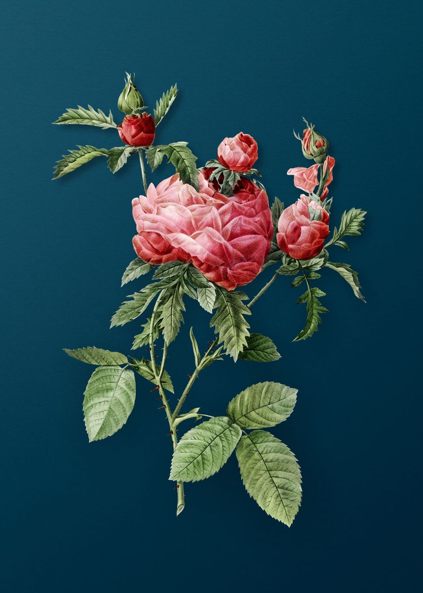 'Vintage Cabbage Rose' Poster, picture, metal print, paint by Holy Rock ...