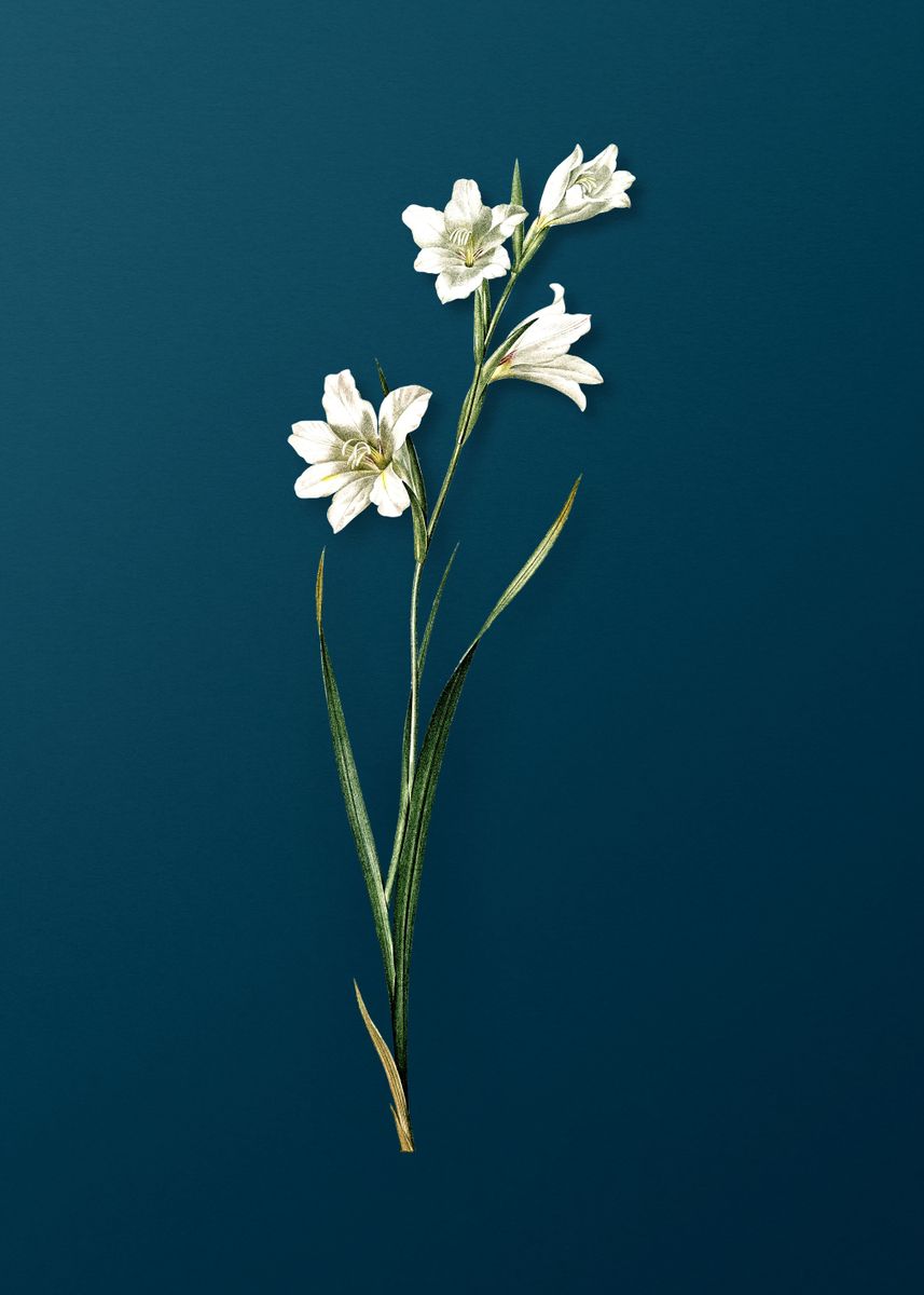 'Antique Painted Lady' Poster, picture, metal print, paint by Holy Rock ...