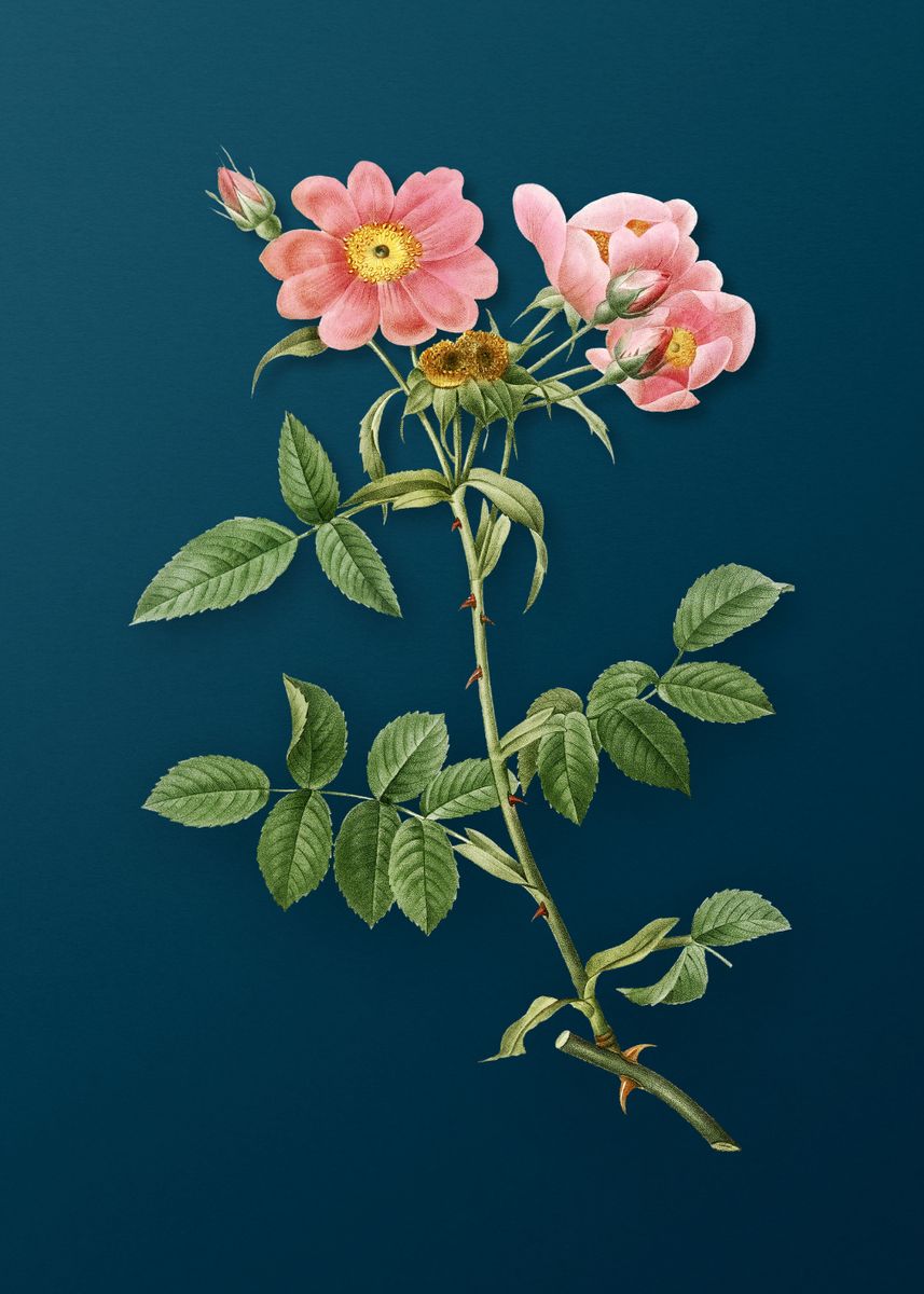 'Lady Monson Rose Bloom' Poster, picture, metal print, paint by Holy ...