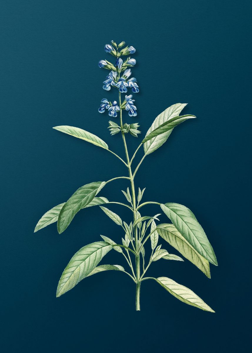 'Blooming Sage Plant' Poster, picture, metal print, paint by Holy Rock ...