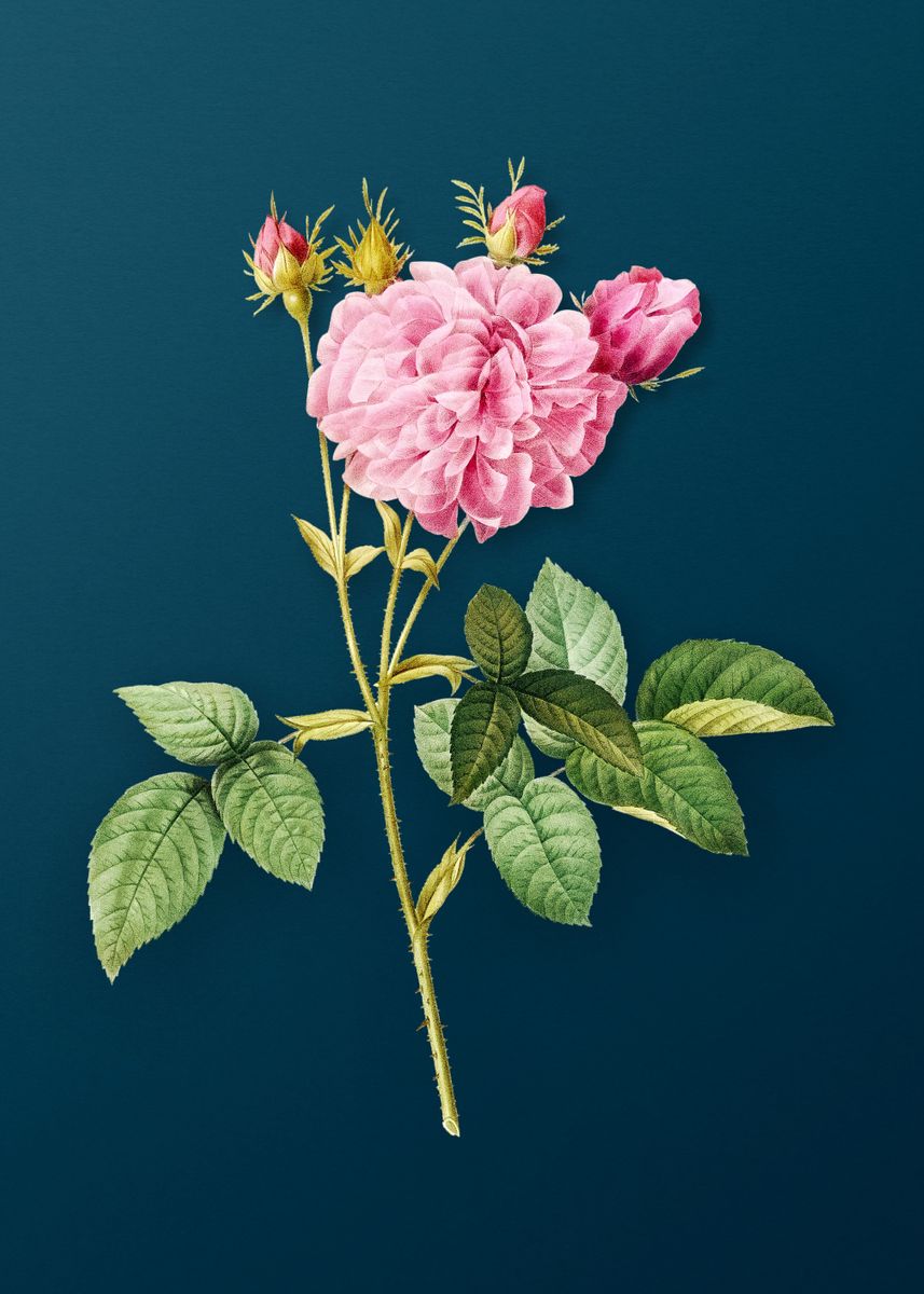 'Pink Agatha Rose Flower' Poster, picture, metal print, paint by Holy ...