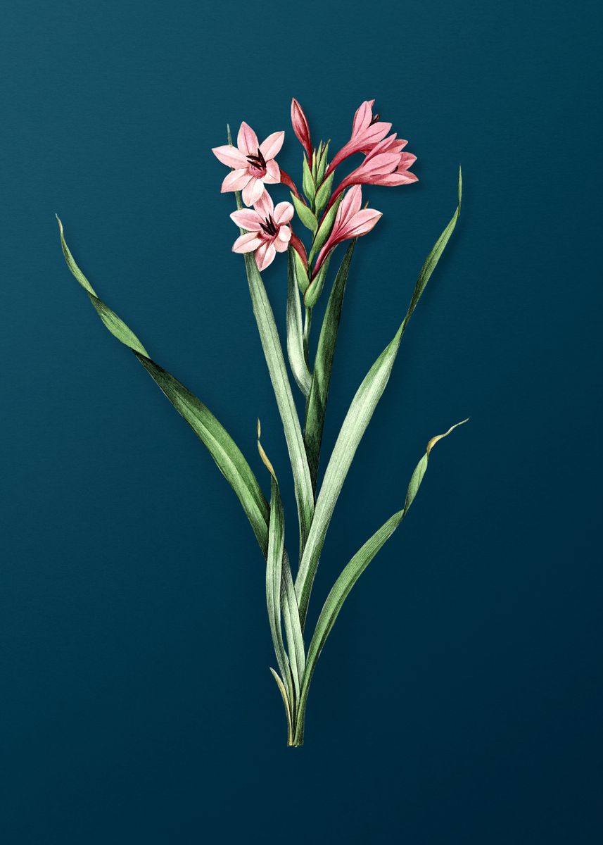 'Sword Lily Vintage Florals' Poster by Holy Rock Design | Displate