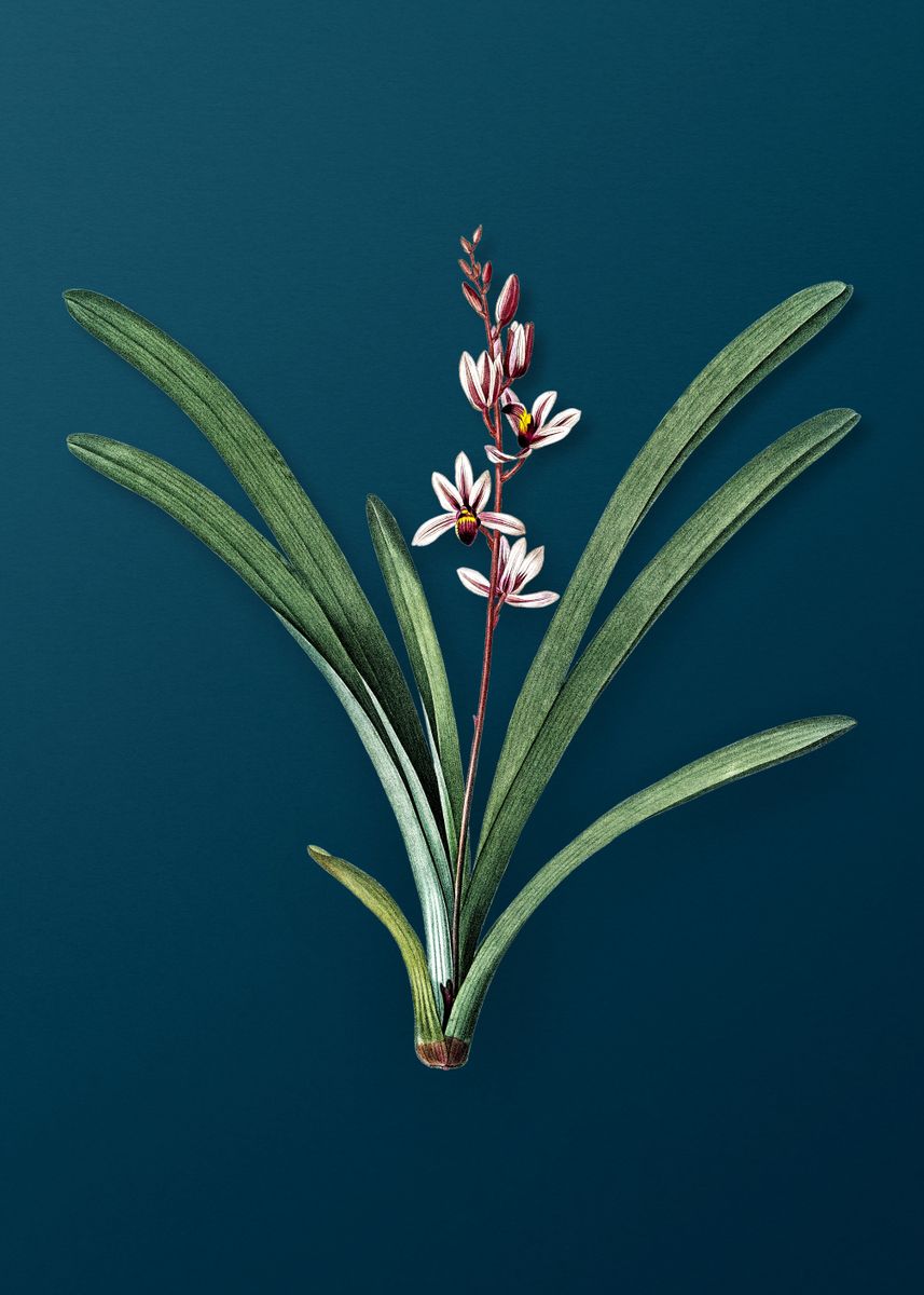 'Boat Orchid' Poster, picture, metal print, paint by Holy Rock Design ...