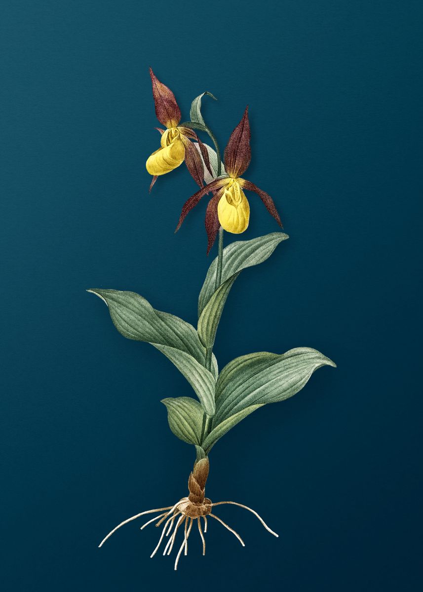 'Ladys Slipper Orchid' Poster, picture, metal print, paint by Holy Rock ...