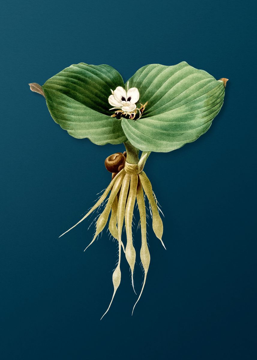 'Sand Ginger' Poster, picture, metal print, paint by Holy Rock Design ...