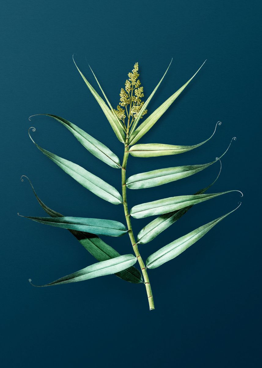 'Bush Cane' Poster, picture, metal print, paint by Holy Rock Design ...