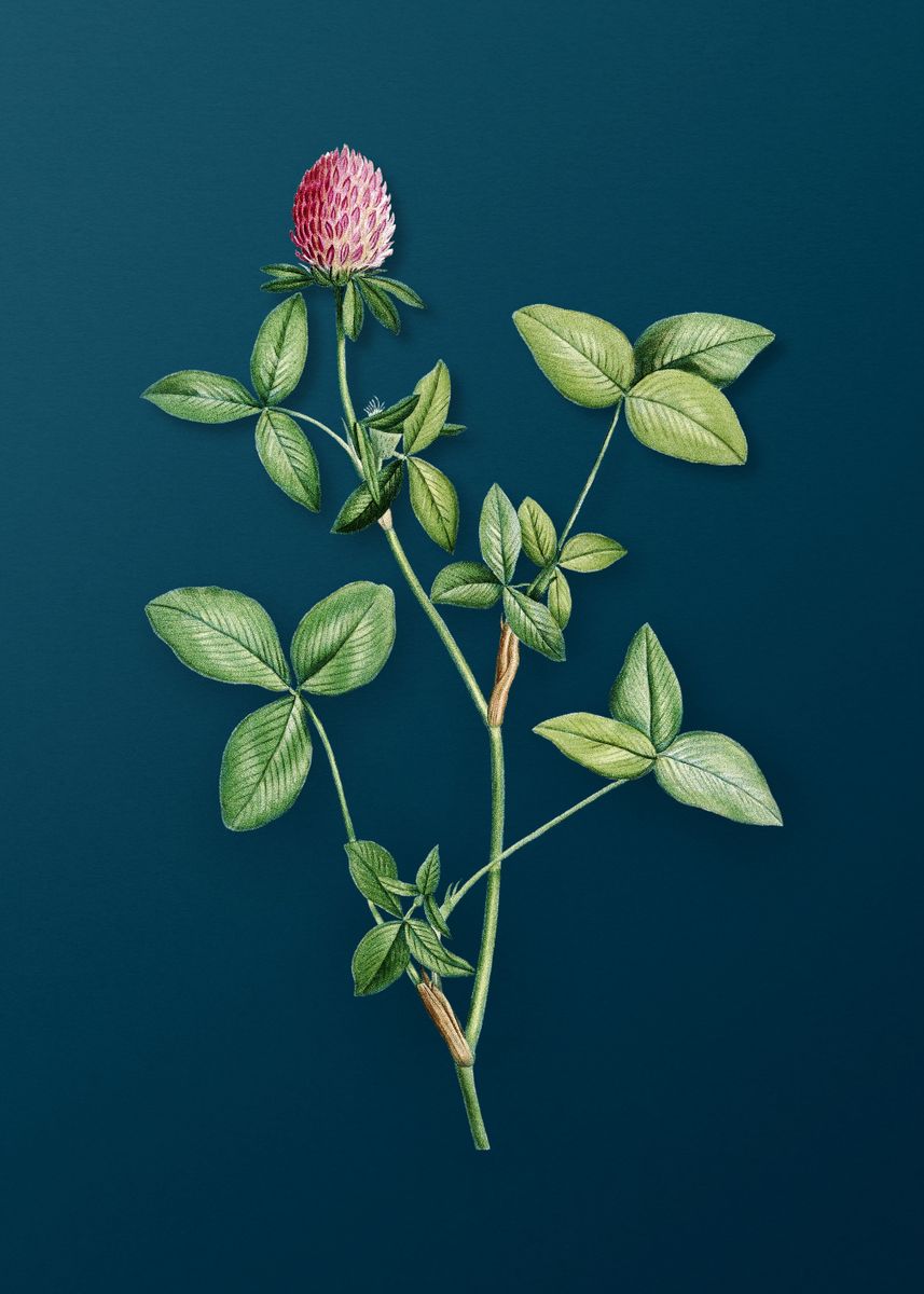 'Blooming Pink Clover' Poster, picture, metal print, paint by Holy Rock ...