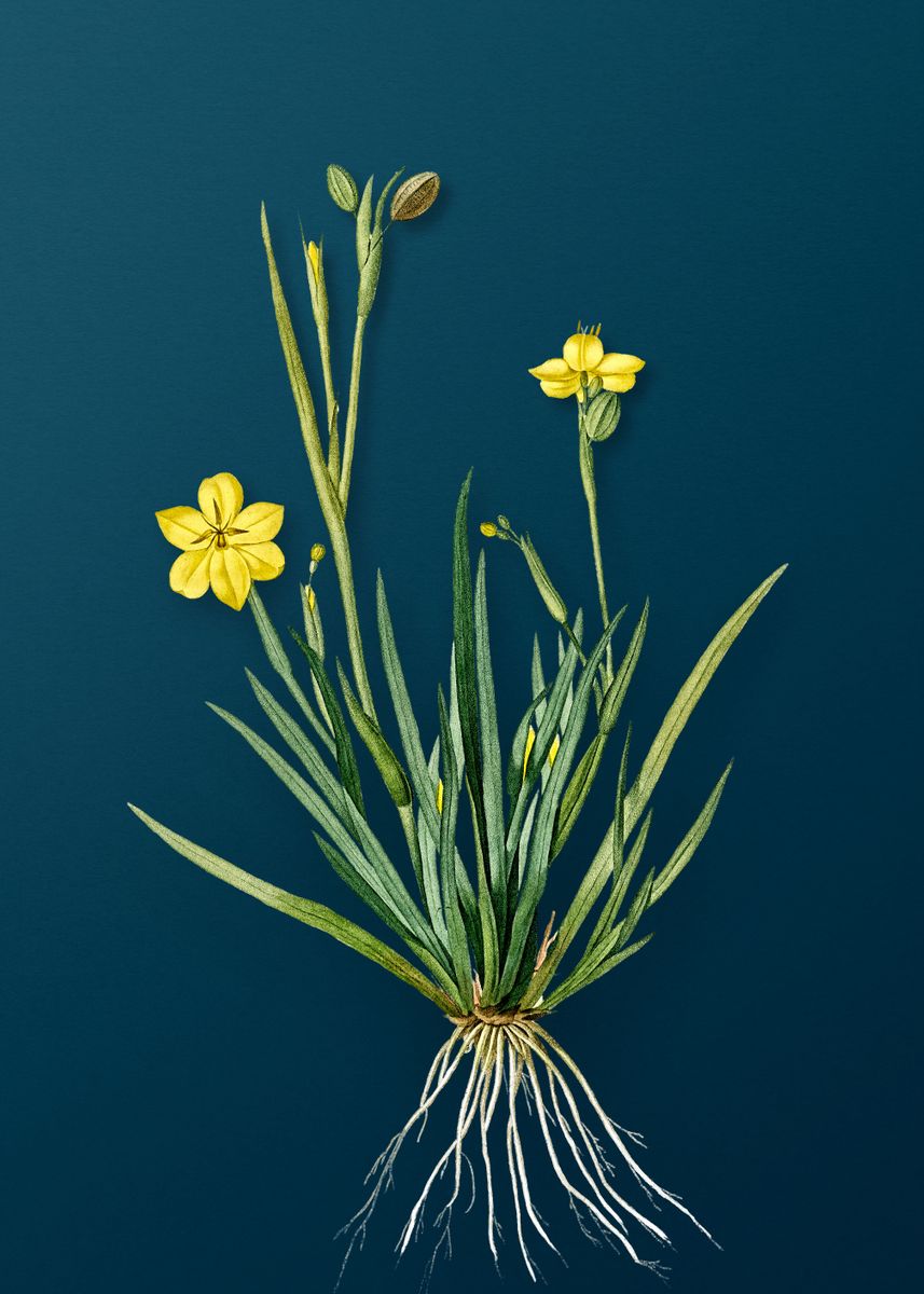 'Yellow Eyed Grass' Poster by Holy Rock Design | Displate