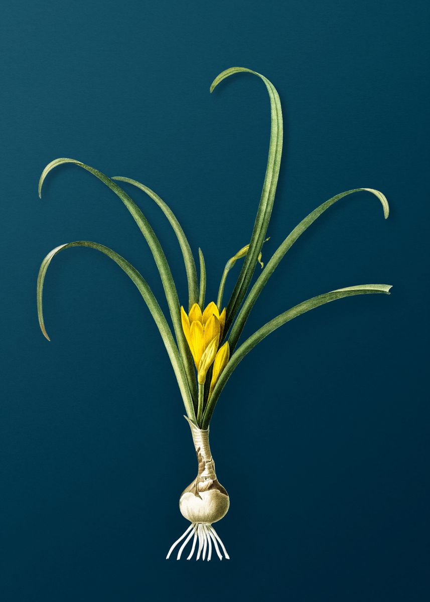 'Yellow Autumn Crocus' Poster, picture, metal print, paint by Holy Rock ...