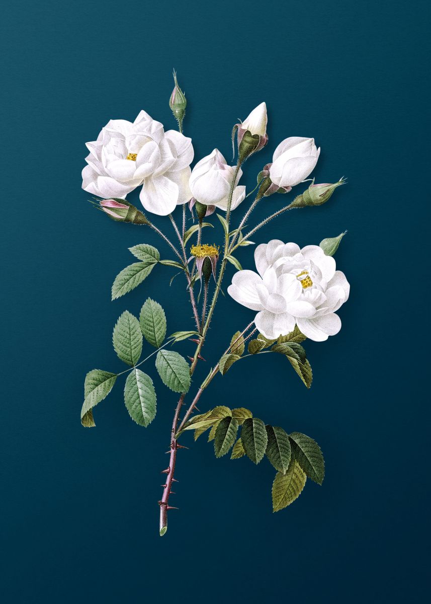 'Vintage White Rose' Poster, picture, metal print, paint by Holy Rock ...