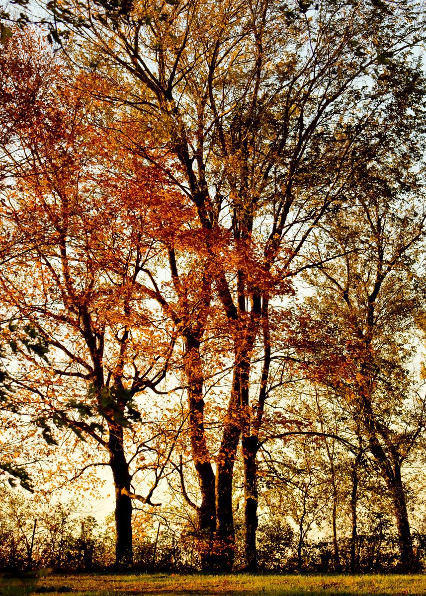 'Tall autumn trees' Poster, picture, metal print, paint by Katie ...