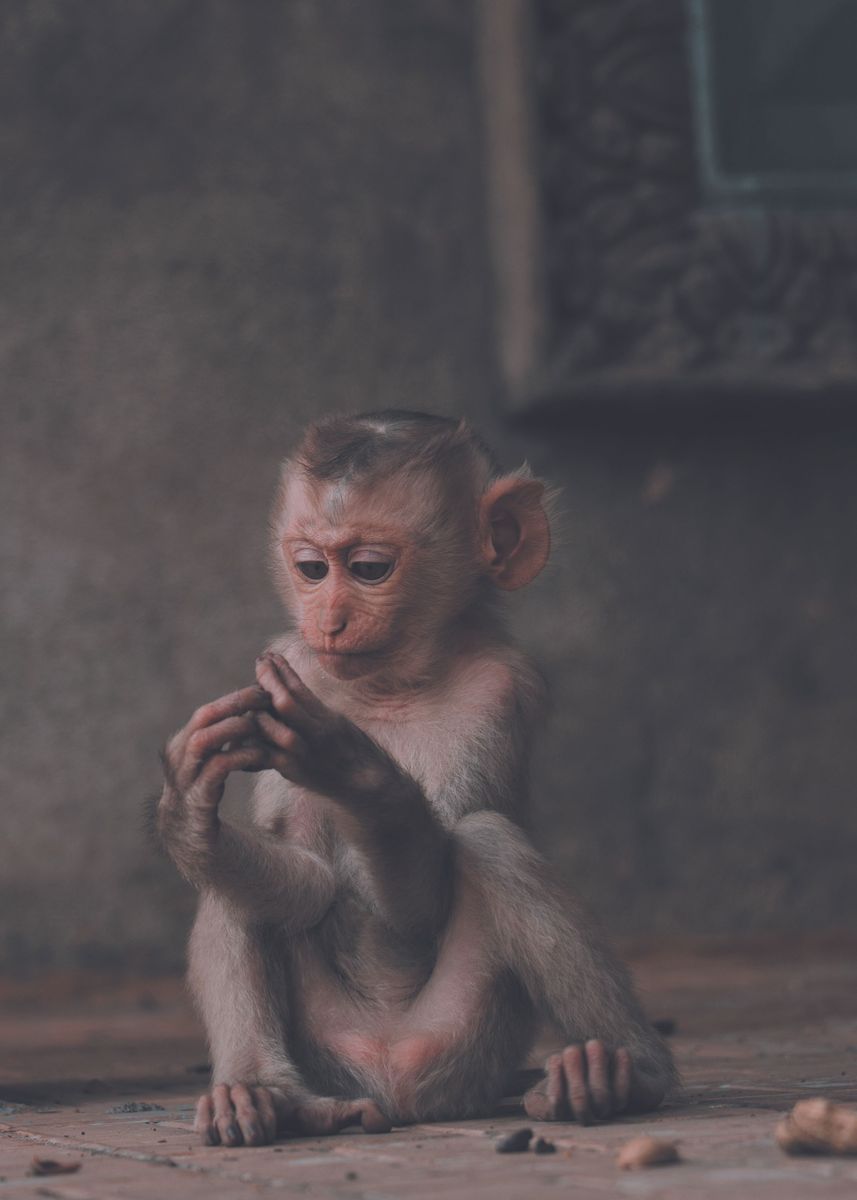 'Cute Monkey' Poster, picture, metal print, paint by Aiden Studios ...