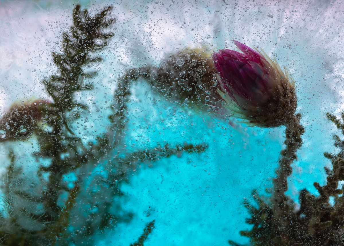 'Protea in ice 1' Poster by Marc Heiligenstein | Displate