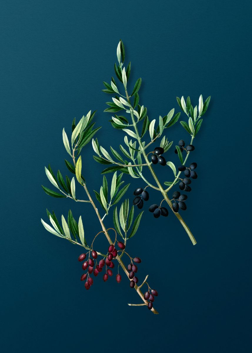 'Botanical Drawing on Teal' Poster by Holy Rock Design | Displate