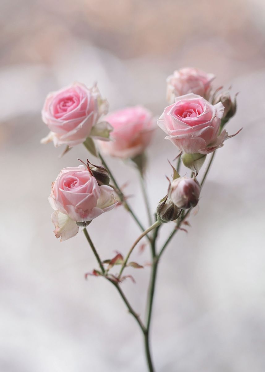 'Pastel Roses' Poster, picture, metal print, paint by Mycatherina ...