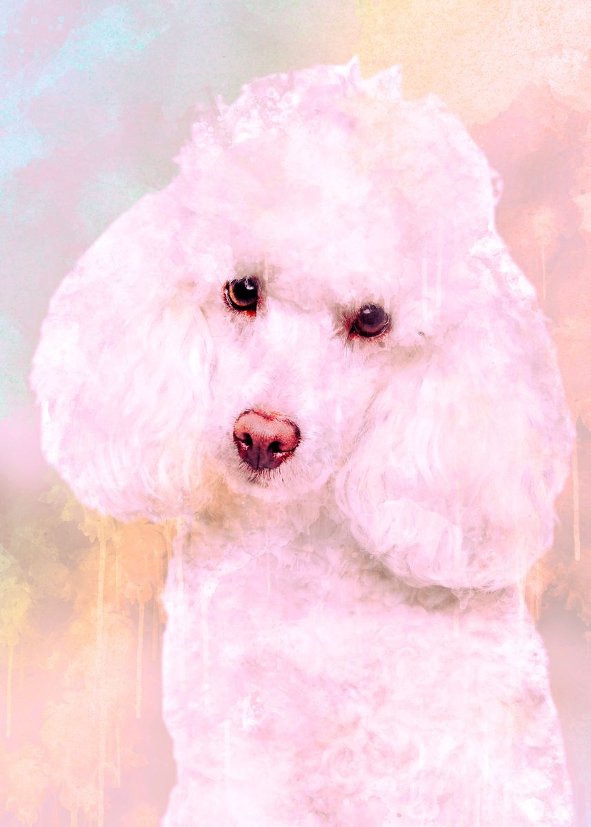'cute poodle' Poster, picture, metal print, paint by Alternative Poster ...