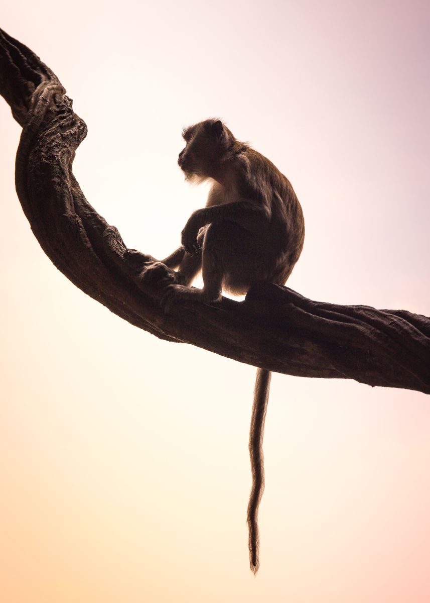'Monkey on the Tree' Poster, picture, metal print, paint by Max Ronn ...