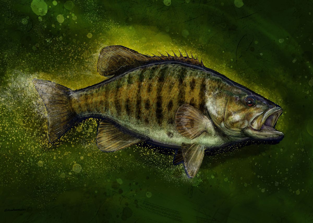 'The River Smallmouth Bass' Poster by Michael F | Displate