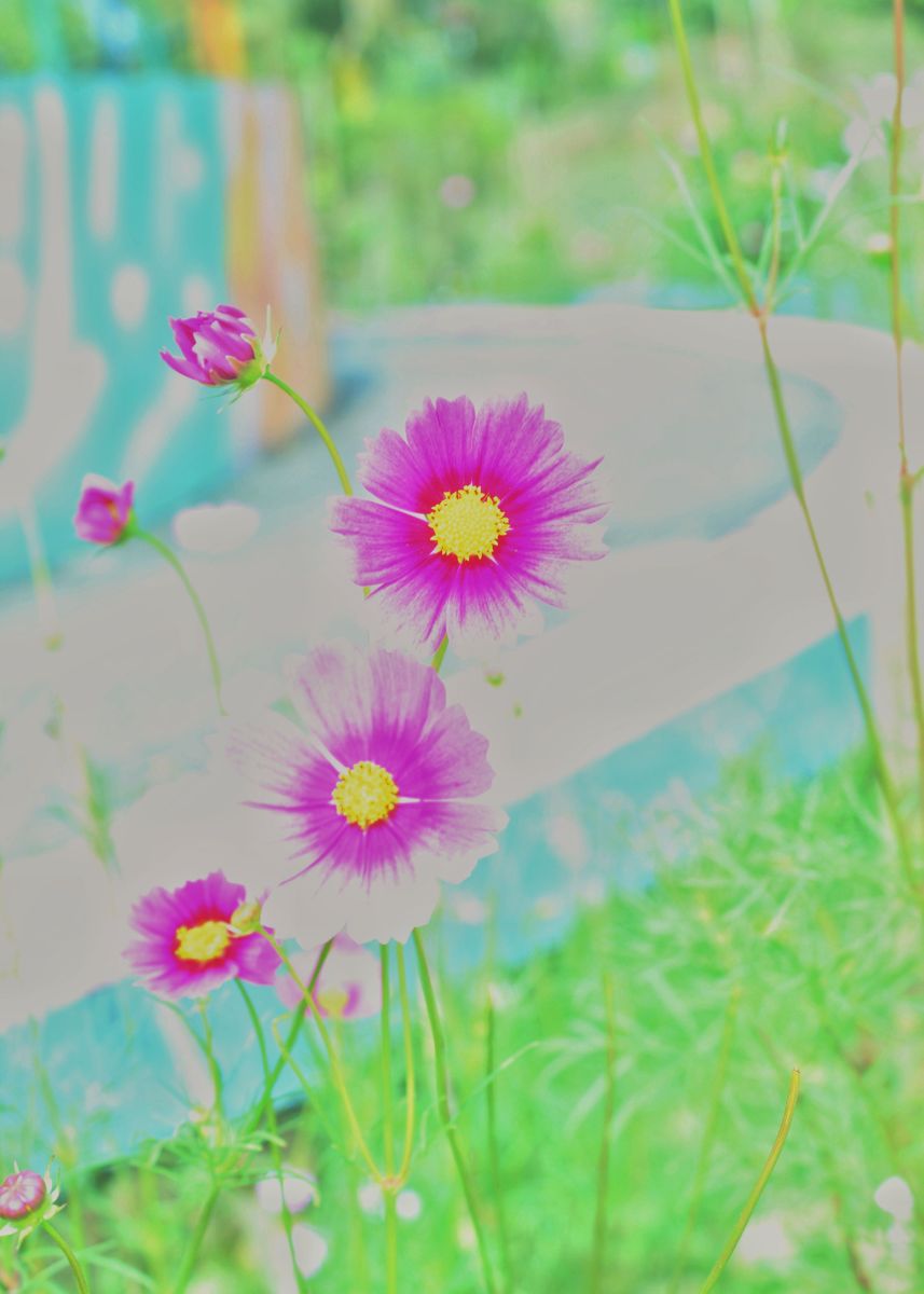 'flower' Poster, picture, metal print, paint by Sazid Rahman | Displate